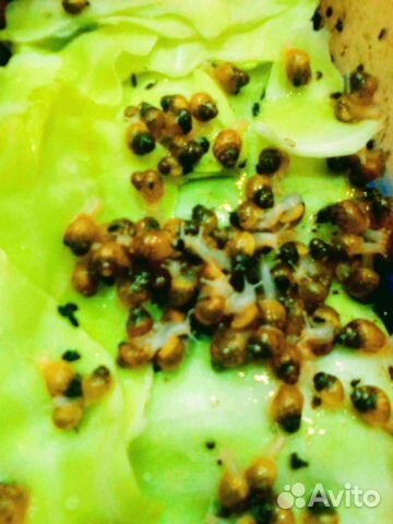 Продам ахатинских улиток