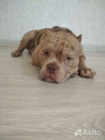 Ам. булли мальчик