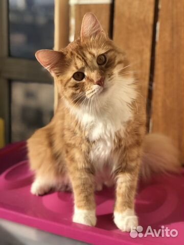 Кот