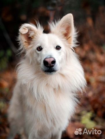 Красавец бордер-колли Феникс в дар