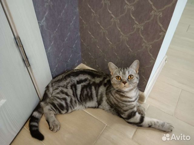 Кошка Щотландская