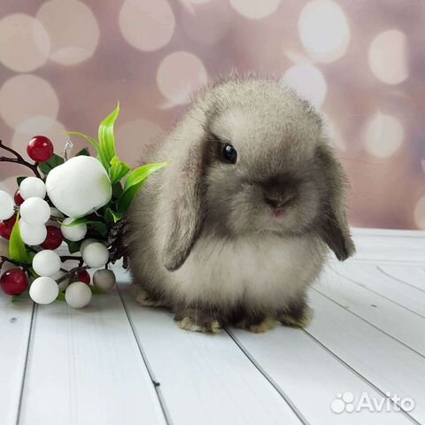 Карликовый кролик минилоп