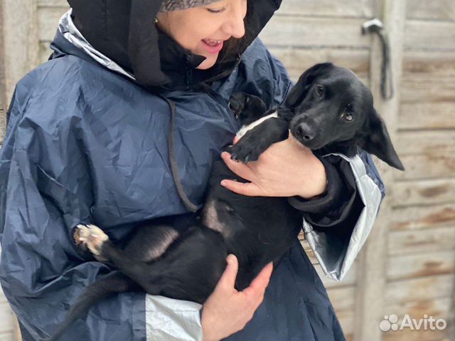 Отдаю малышку собачку Миру в дар