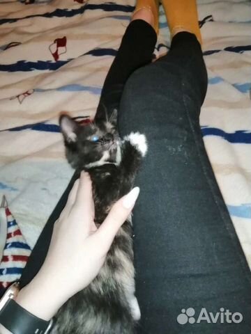 Кошка от британской кошки