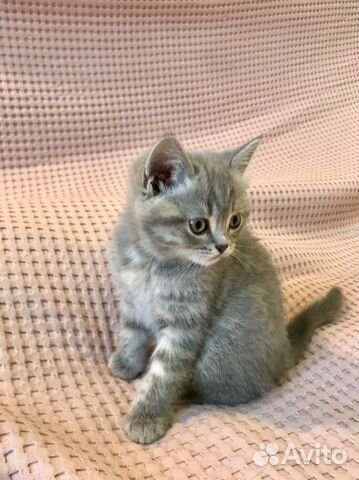 Котенок скотиш фолд страйт