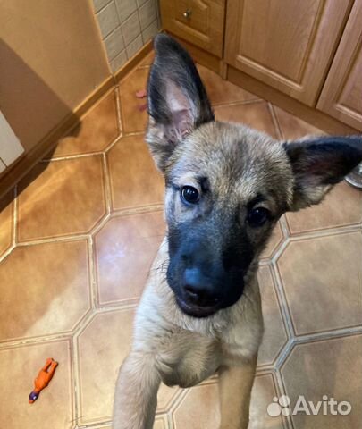 Метис малинуа в добрые руки