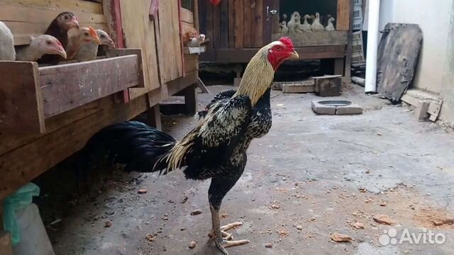Бойцовые петухи