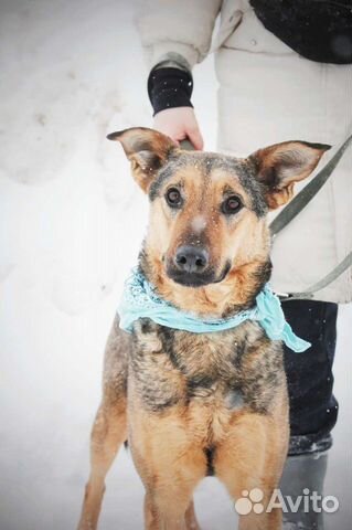 Милая собаке Комета из приюта в добрые руки