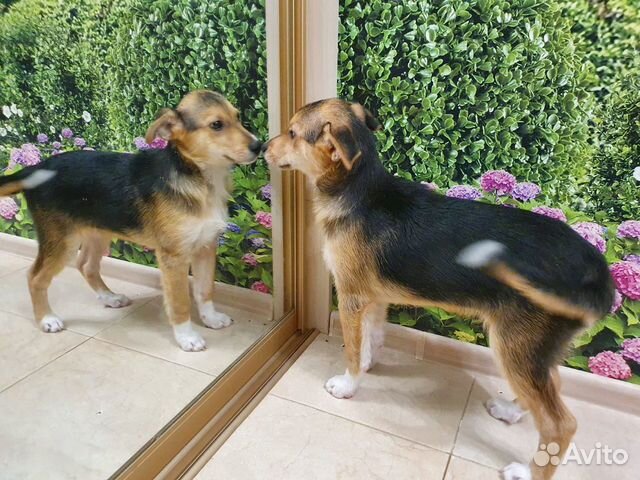 Бароша в поисках дома