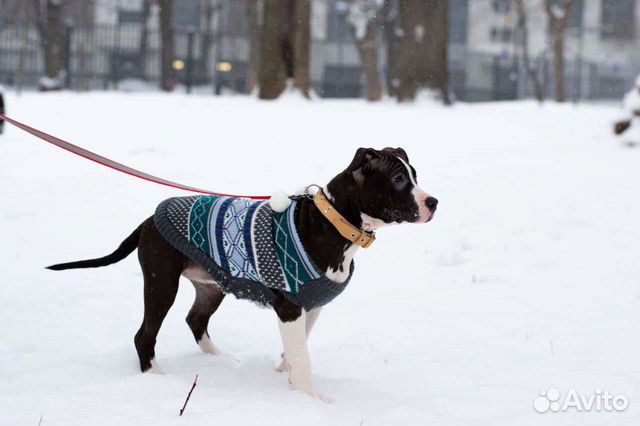 Щенок Амстаффа