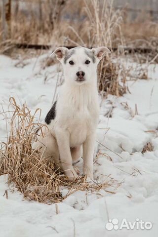 Щенок Линда