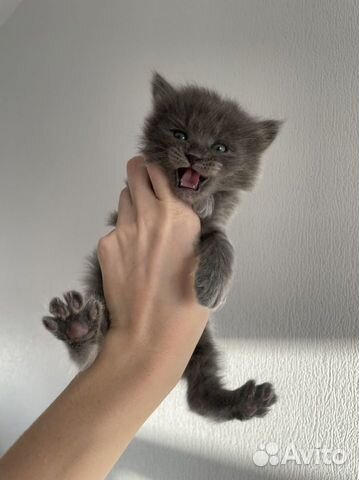 Котенок Курильский бобтейл