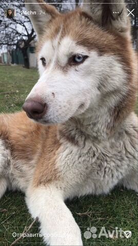 Хаски очень нужен дом