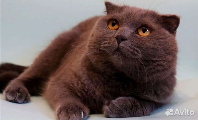 Вислоухая Плющевая Кошечка Ищит Дом