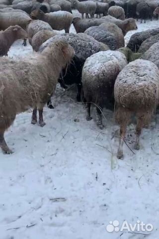 Овцы бараны