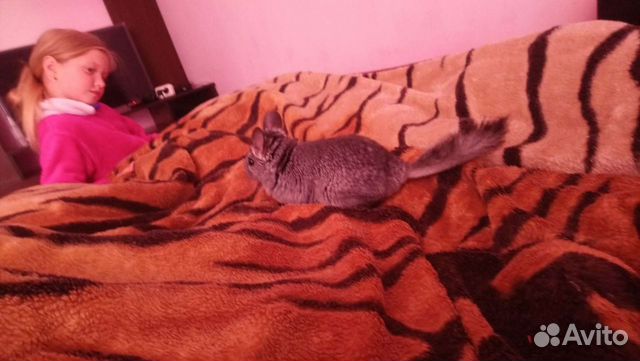 Продам весёлых шиншил