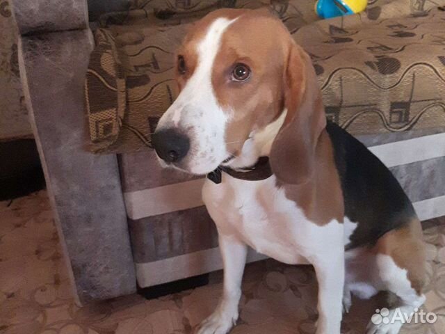 Бигль (кабель) вязка. Бесплатно. Ждем