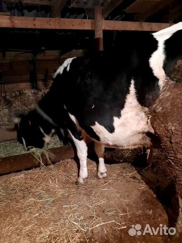 Коровы молочные высокоудойные
