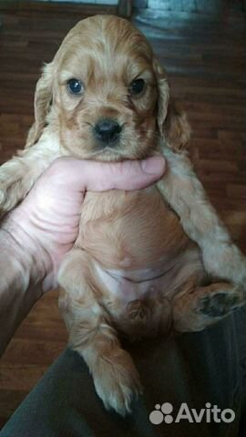 Чистокровные щенки английского кокер спаниеля