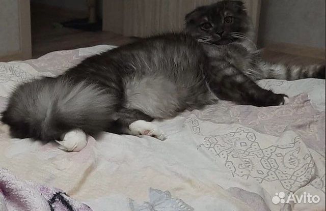 Шотландский котик на вязку