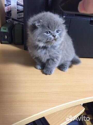Шотландский котик