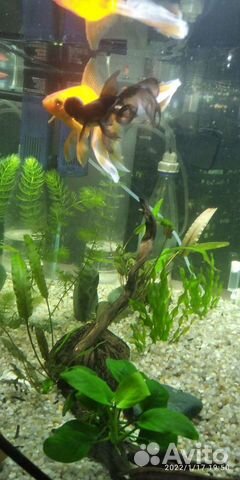 Вуалехвост