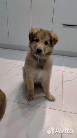 Щеночек в добрые руки