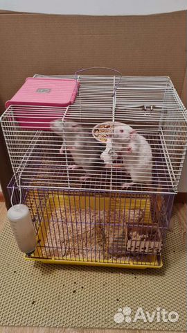 Крыса дамбо с клеткой