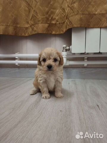 Мальтипу Ф1 девочки конфетки