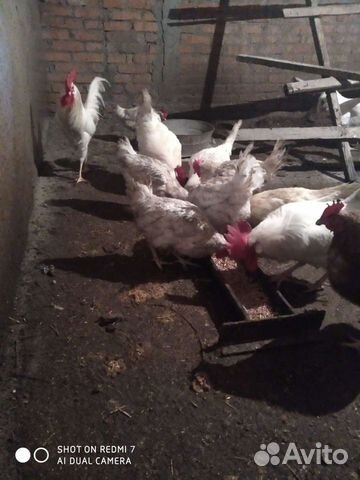 Петух леггорн