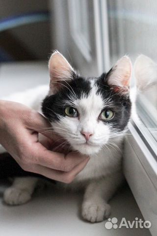 Кот Лукум в дар