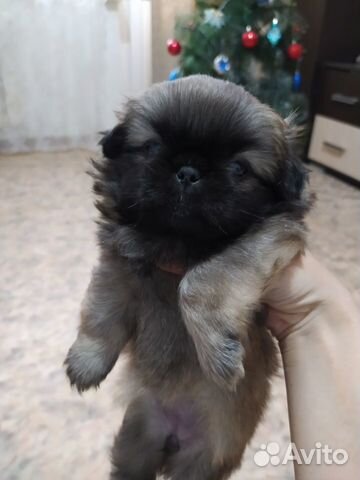 Щенки королевского пекинеса