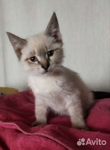 Котенок сиамский породы