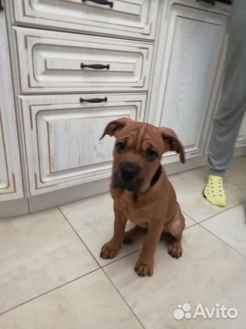 Боксер собака