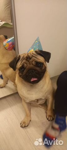 Вязка мопса