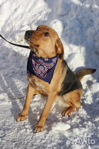 Спасите Баффи из приюта