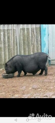 Вьетнамский вислобрюхий хряк