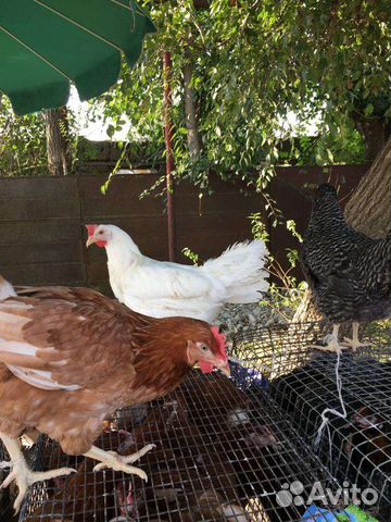 Куры молодки