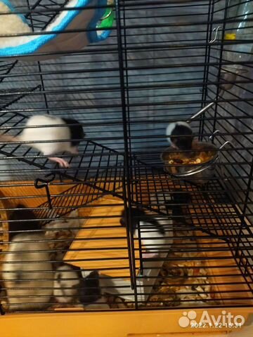 Декоративная крыса