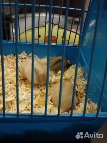 Джунгарский хомяк