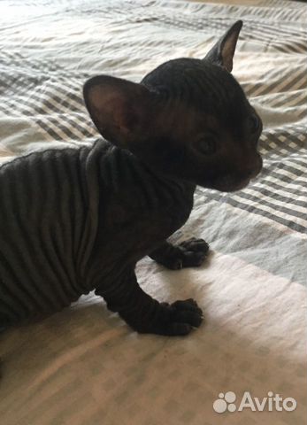 Черная багира