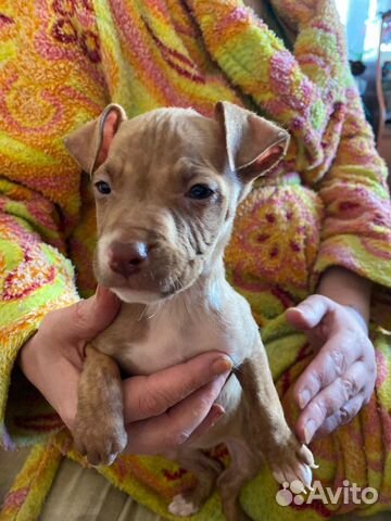 Продам щенков Питбуля