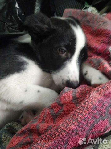 Собачка Максик ищет дом