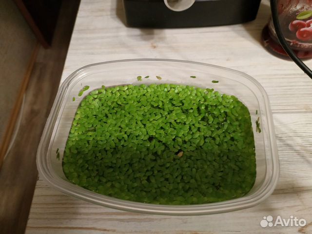 Верхоплавка