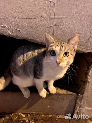 Котенок Семен (или просто Сеня) ждет свою семью