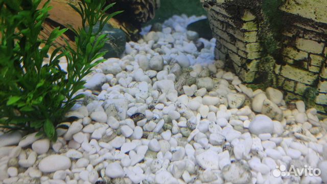 Грунт для аквариума белый