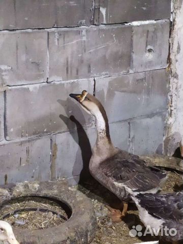 Семья гусей