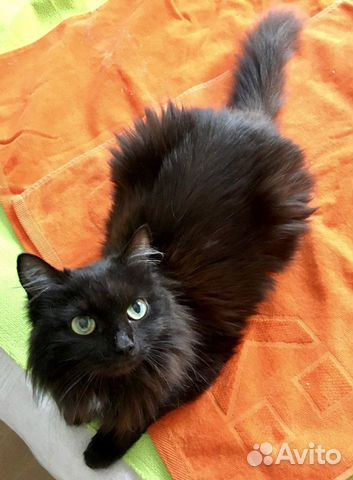 Пушистая красотка Симона