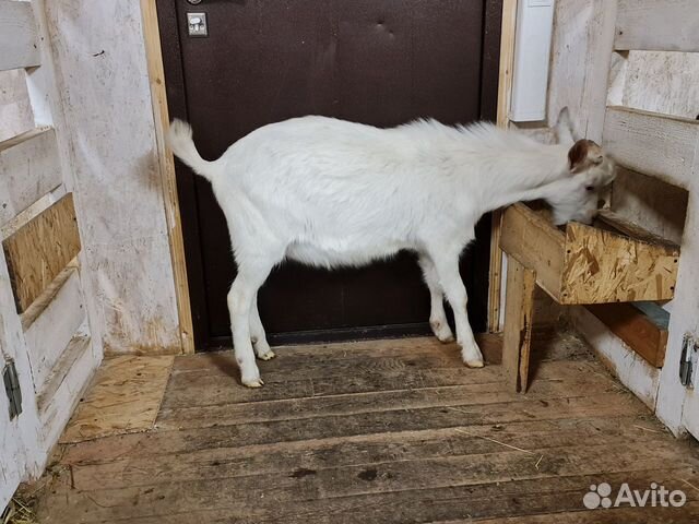 Зааненская коза и козёл