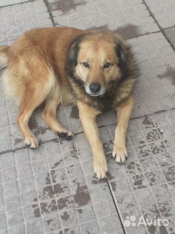 Добрейший Рыжик